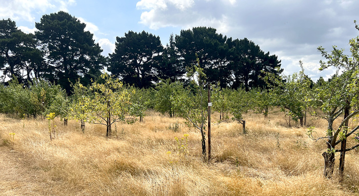 Community Orchard :: Woodhatch Green Space